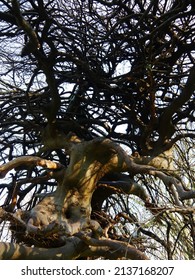 1,772 Multiple Tree Trunks Images, Stock Photos & Vectors | Shutterstock