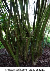 1,772 Multiple Tree Trunks Images, Stock Photos & Vectors | Shutterstock
