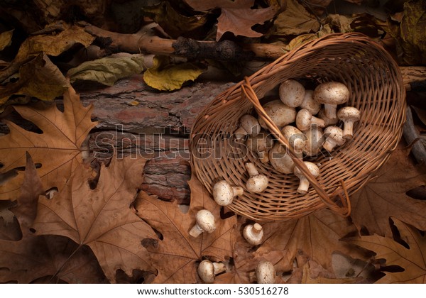 Inverted Basket Falling Down Champignons On Stock Photo 530516278 ...