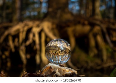 163 Upside down tree roots Images, Stock Photos & Vectors | Shutterstock