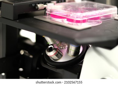 Inverted Microscope Study Cell Cultures Laboratory Stock Photo ...