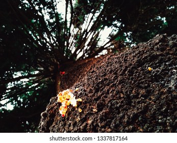 Stock Photo and Image Portfolio by Jonathan_Ruiz_Diaz | Shutterstock
