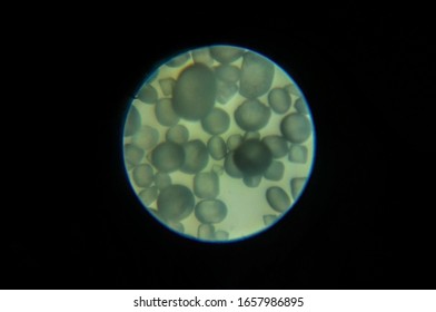 Iodized Salt Captured Through Microscope Stock Photo 1657986895 ...