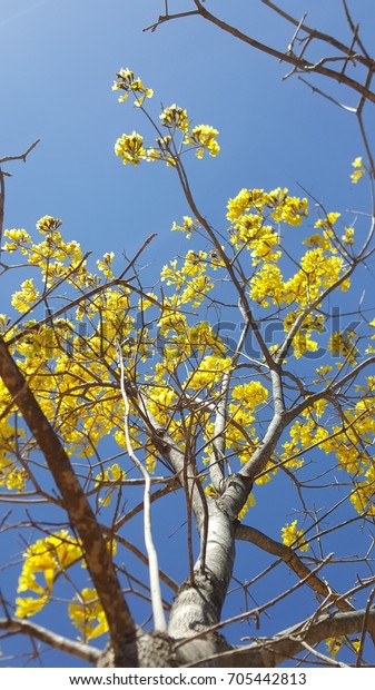 Ipe Tree Stock Photo 705442813 | Shutterstock