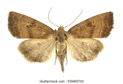 Contusa Images, Stock Photos & Vectors | Shutterstock