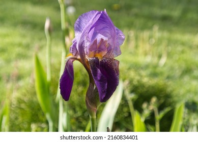 Iris Flower Focus Diffuse Garden Background Stock Photo 2160834401 ...