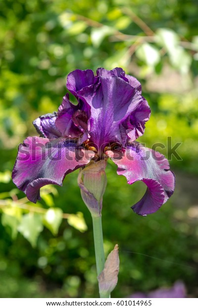 Irises Perennial Rhizome Flowering Plants Family Stock Photo (Edit Now ... Irises Perennial Rhizome Flowering Plants Family Stock Photo (Edit Now ...