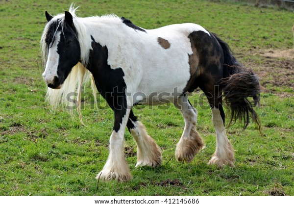 Irish Cob Stock Photo 412145686 | Shutterstock