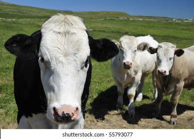 3,180 Irish cows Images, Stock Photos & Vectors | Shutterstock
