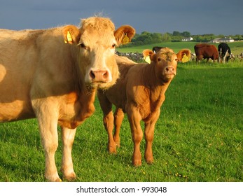 1,291 imágenes de Beef cattle ireland - Imágenes, fotos y vectores de ...