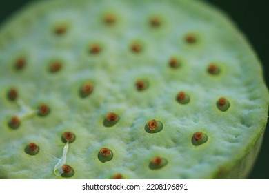 Irregular Patterns Clusters Small Holes Bumps Stock Photo 2208196891 ...