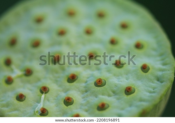 Irregular Patterns Clusters Small Holes Bumps Stock Photo 2208196891 ...