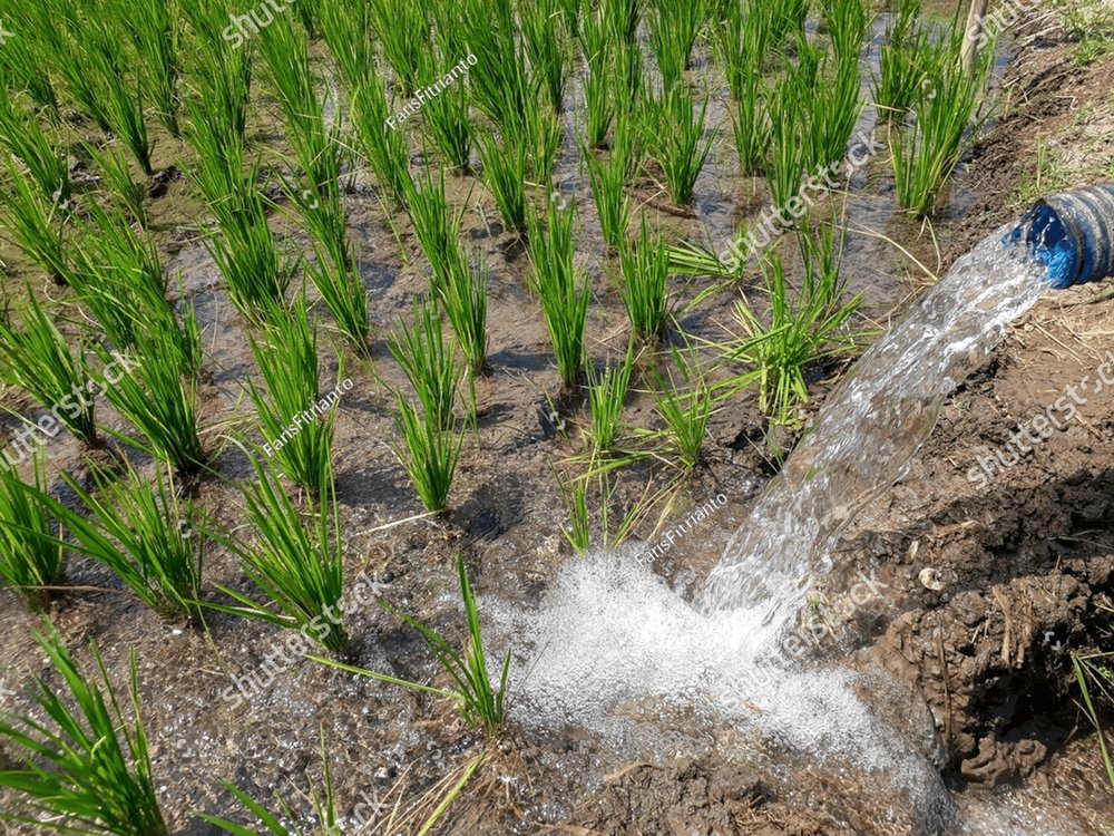Irrigation of rice fields using pump wells with the technique of ...