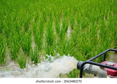 Irrigation rice farming Images, Stock Photos & Vectors | Shutterstock