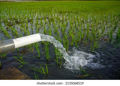 Irrigation rice farming Images, Stock Photos & Vectors | Shutterstock