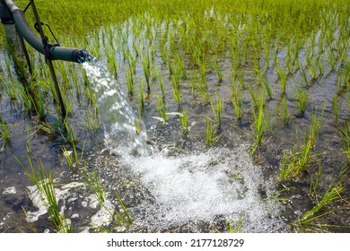 Irrigation Rice Fields Using Pump Wells Stock Photo 2177128729 ...