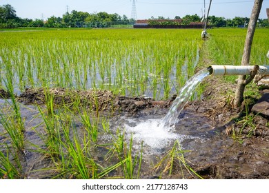 Irrigation Rice Fields Using Pump Wells Stock Photo 2177128743 ...