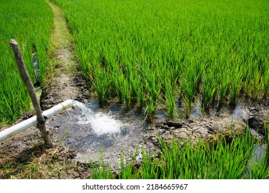 Irrigation Rice Fields Using Pump Wells Stock Photo 2184665967 ...