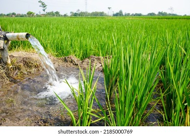 1,185 Rice water supply Images, Stock Photos & Vectors | Shutterstock