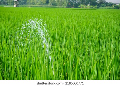1,185 Rice water supply Images, Stock Photos & Vectors | Shutterstock