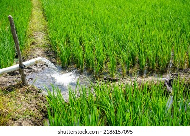 1,185 Rice water supply Images, Stock Photos & Vectors | Shutterstock
