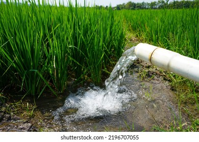 7,620 Rice field water drop Images, Stock Photos & Vectors | Shutterstock