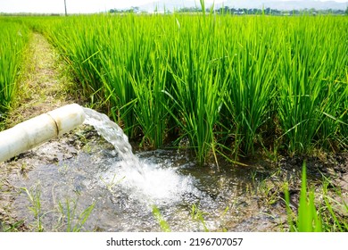 Irrigation Rice Fields Using Pump Wells Stock Photo 2196707057 ...