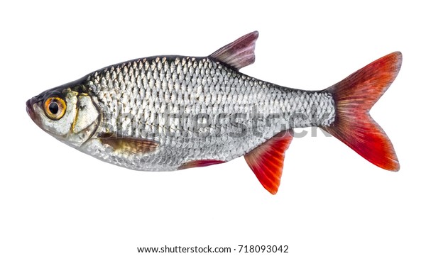 Isolated Fish Stock Photo (Edit Now) 718093042