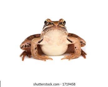 8,570 Frog front Images, Stock Photos & Vectors | Shutterstock