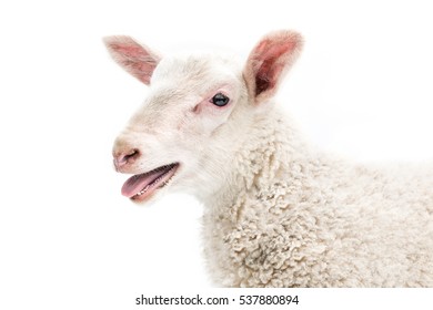Isolated Image Lamb Stock Photo 537880894 | Shutterstock