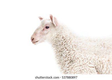 Isolated Image Lamb Stock Photo 537880897 | Shutterstock