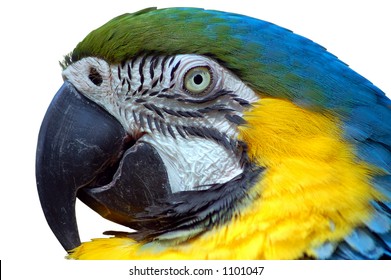 White Isolated Parrot Foto de stock 53852194 | Shutterstock