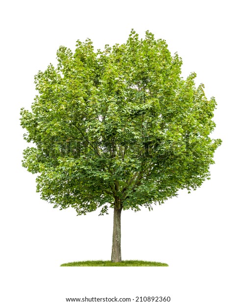 Isolated Maple Tree On White Background Stock Photo 210892360 ...