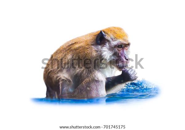 Isolated Monkey Water Stock Photo 701745175 | Shutterstock