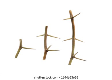 2,774 Thorned vines Stock Photos, Images & Photography | Shutterstock