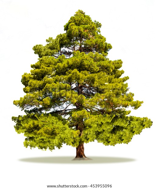 Isolated Pine Tree On White Background Stock Photo 453955096 | Shutterstock