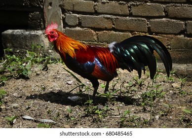 14 Ayam Hutan Images, Stock Photos & Vectors | Shutterstock