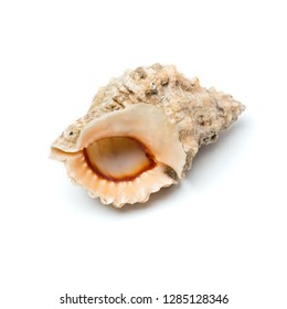Isolated Shells White Background Stock Photo 1285128346 | Shutterstock