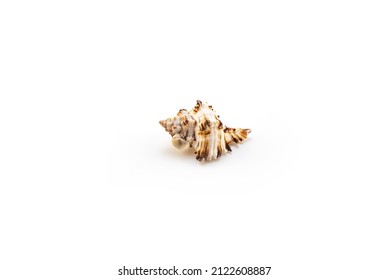 Isolated Shells White Background Stock Photo 2122608887 | Shutterstock