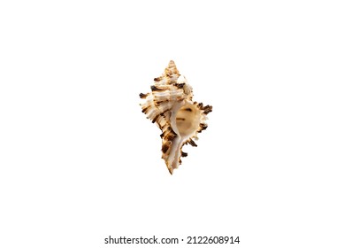 Isolated Shells White Background Stock Photo 2122608914 | Shutterstock