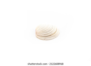 Isolated Shells White Background Stock Photo 2122608968 | Shutterstock