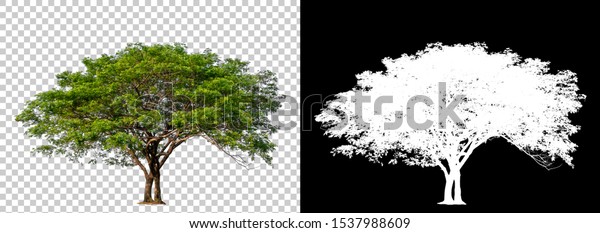 Isolated Single Tree Clipping Path Alpha Stock Photo 1537988609 ...