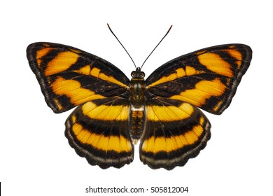 397 Sergeant Butterfly Images, Stock Photos & Vectors | Shutterstock