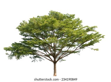 168,370 Nice Green Tree Images, Stock Photos & Vectors | Shutterstock