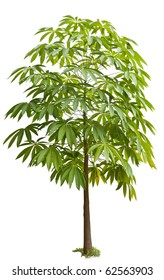 Young Bastard Poom Tree Pinari Isolated Stock Photo 142029595 ...
