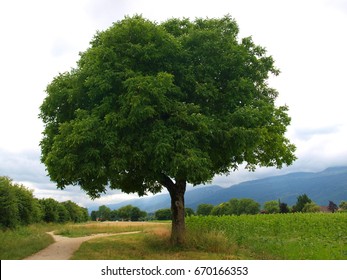 Beautiful Big Tree Isolated On White Stock Illustration 1718290366