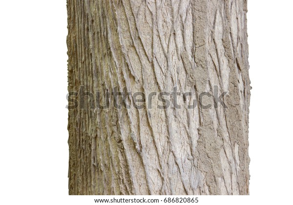 Isolated Tree Bark White Background Clipping Stock Photo 686820865 ...