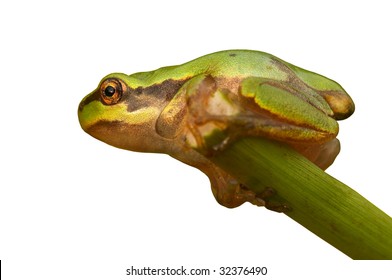 Isolated Tree Frog Stock Photo 32376490 | Shutterstock