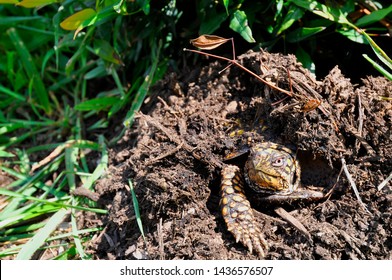 9,234 Turtle Ground Images, Stock Photos & Vectors | Shutterstock
