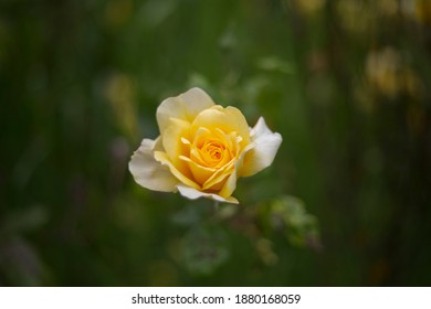 102 Rose partially open Images, Stock Photos & Vectors | Shutterstock